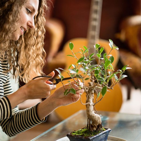 The Benefits of Using Bonsai Trees for Stress Relief and Meditation - Holistic Bonsai